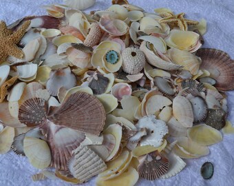 Broken shells | Etsy