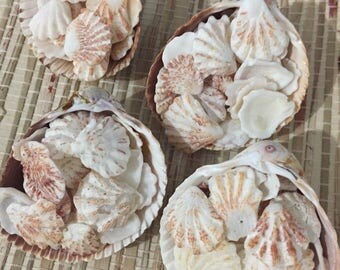 Cats paw shell | Etsy