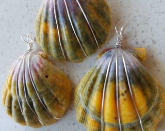 Bulk seashells | Etsy