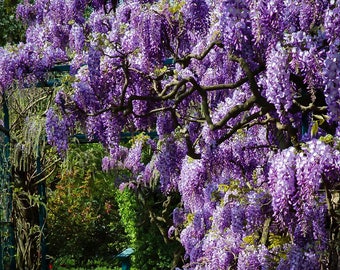 Wisteria tree | Etsy
