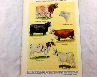 Cattle breeds | Etsy