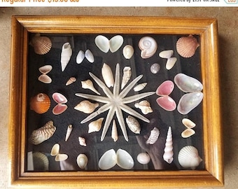 Seashell shadow box | Etsy