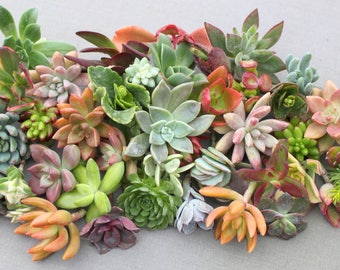 Succulent plants | Etsy
