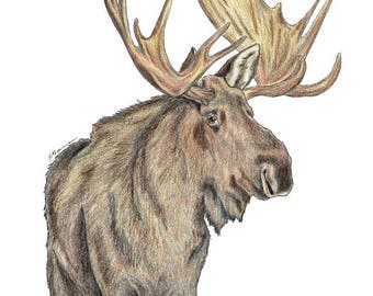 Woodland animal art | Etsy