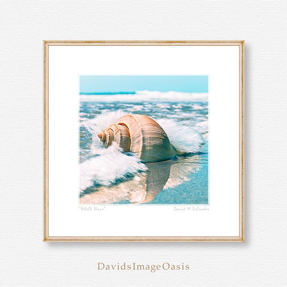 Seashell Photography Sea Shell Photography Seashell Photo