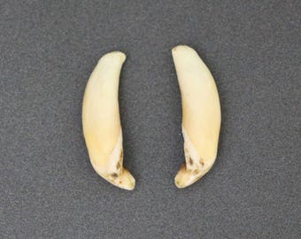 Wolverine animal | Etsy