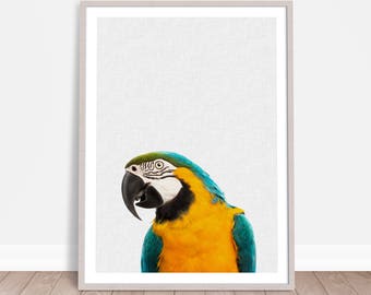 Macaw poster | Etsy