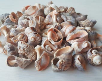 Broken shells | Etsy