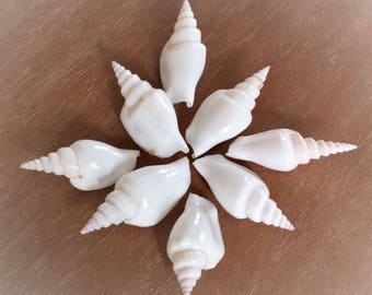 Limpet Shells Tiny Shells Beach Decor Seashells Shells