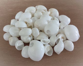 Beach Decor White Shells Shells Seashells Sea Shells Bulk