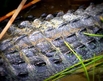 Alligator scales | Etsy
