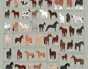 Horse breeds poster | Etsy
