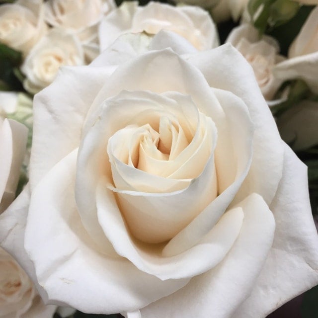 Freeze Dried and Silk Rose Petals for by RosePetalsEverywhere