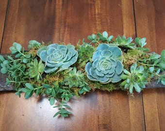 Live succulent plant | Etsy