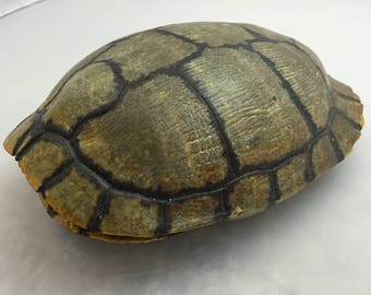 Real turtle shell | Etsy
