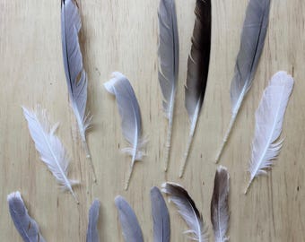 Seagull feather | Etsy