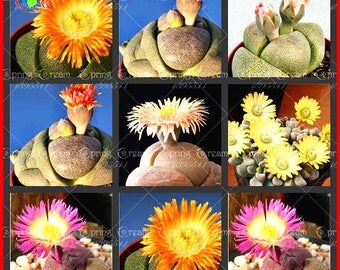 Rare succulent seeds | Etsy