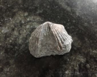 Fossilized clam | Etsy