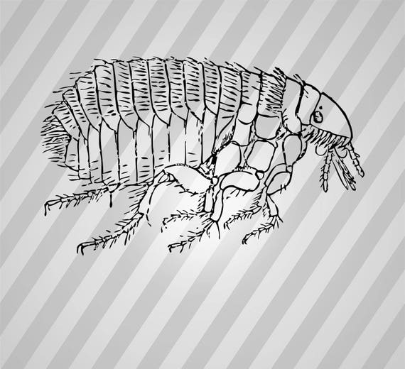 flea Svg Dxf Eps Silhouette Rld RDWorks Pdf Png AI Files