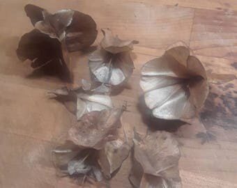 Dried seed pods | Etsy