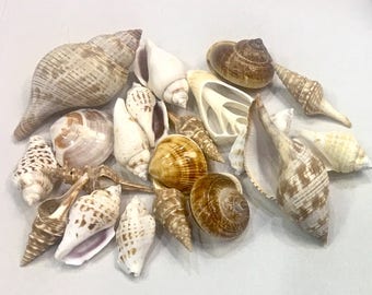 Beach Decor for the Home Weddings and Events by SeashellCollection