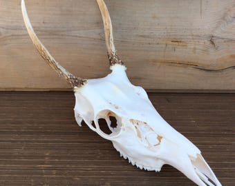 Deer skull | Etsy