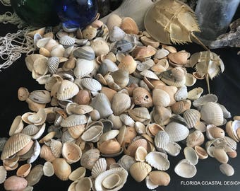 Bulk seashells | Etsy