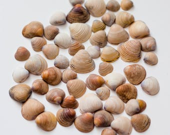 Bulk seashells | Etsy