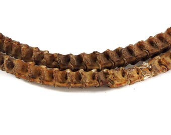 Snake vertebrae | Etsy