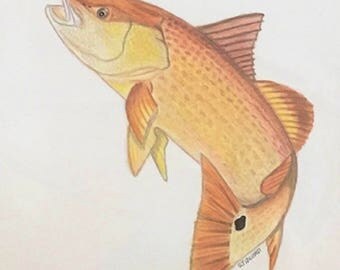 Redfish art | Etsy