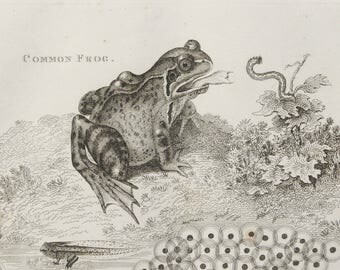 Antique frog print | Etsy