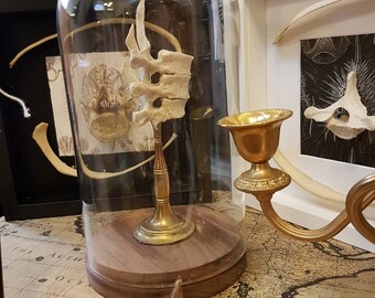 Medium Human Spine Candle Spooky Beeswax Halloween Candle