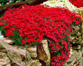 Creeping thyme | Etsy