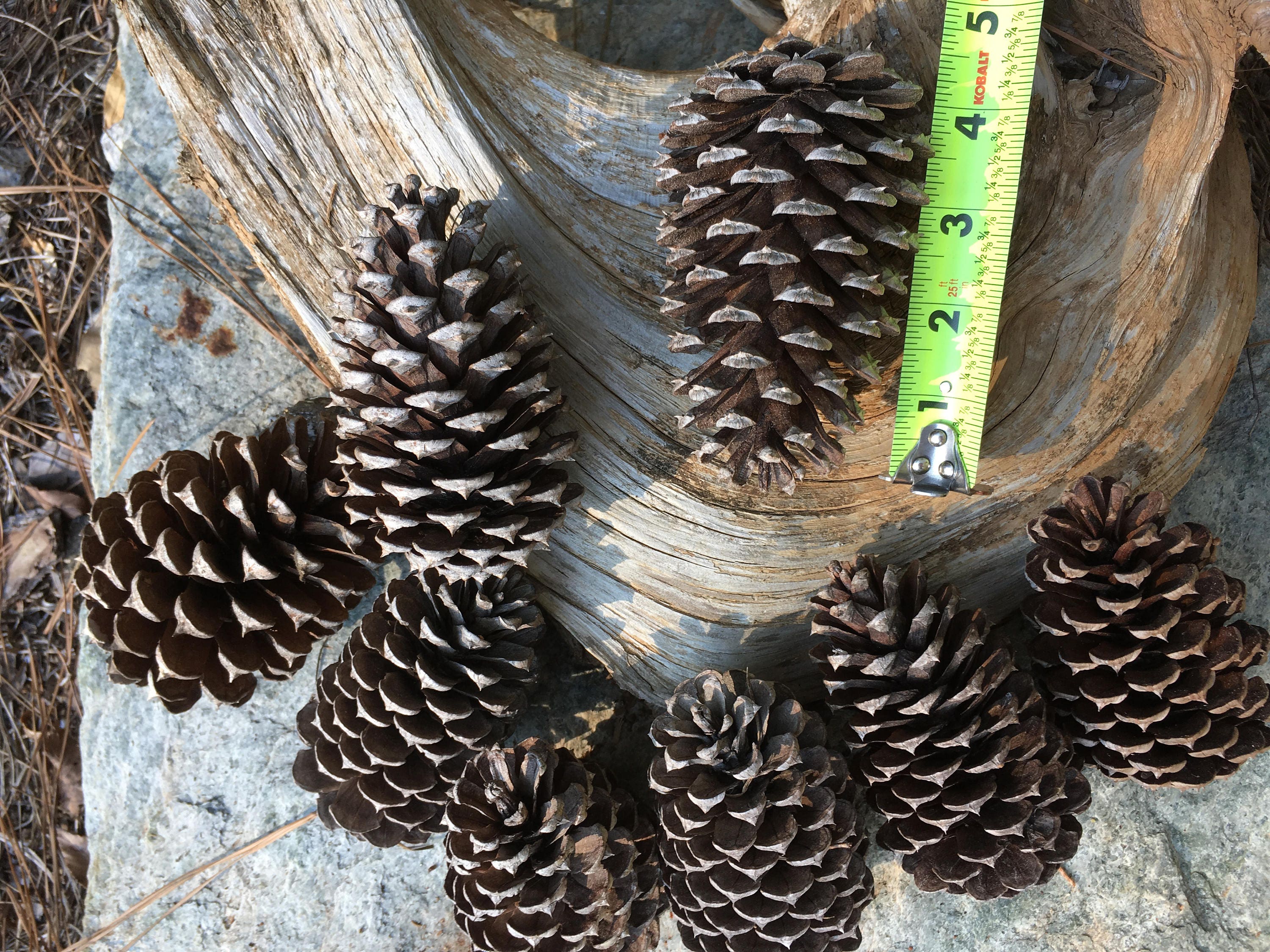 4-5 Georgia Loblolly Pine Cones