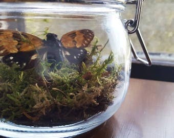 Insect diorama | Etsy