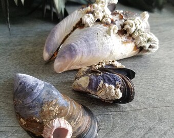 Mussel shells | Etsy
