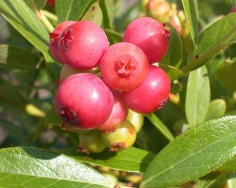 Blueberry fruit | Etsy