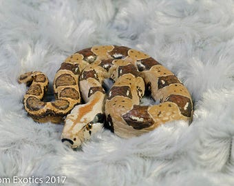 Boa constrictor | Etsy