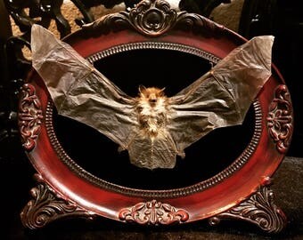 Taxidermy bat | Etsy