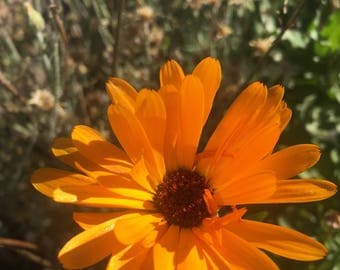Gerbera daisy | Etsy