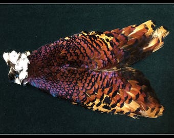 Wild Manchurian Ringneck Pheasant Feathers Pelt Skin