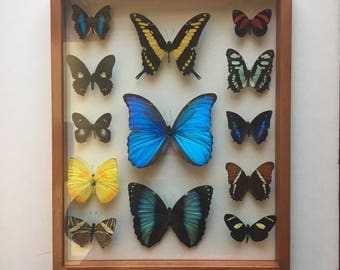 Butterfly display | Etsy
