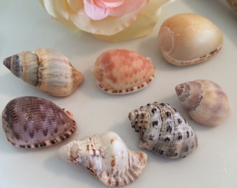 Sea shell jewelry | Etsy