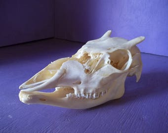 Buck skull | Etsy