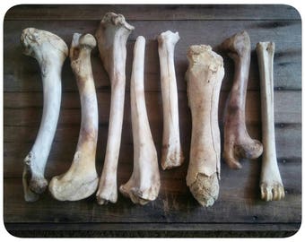 Deer leg bones | Etsy