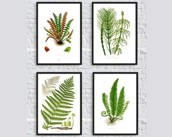 Fern wall art | Etsy