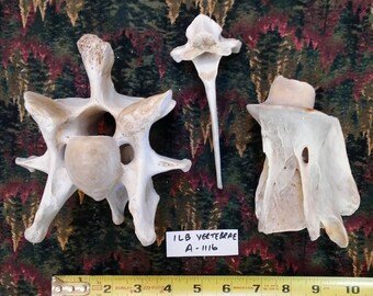 Deer vertebrae | Etsy