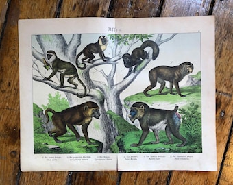 ANTIQUE ENGRAVINGS & LITHOGRAPHS 16th to by antiqueprintstore