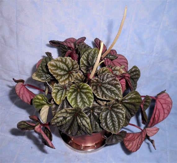 Peperomia caperata Red Ripple Peperomia Live Plant Rooted
