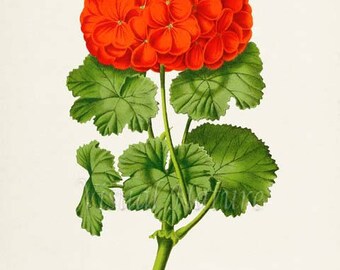 Geranium print | Etsy